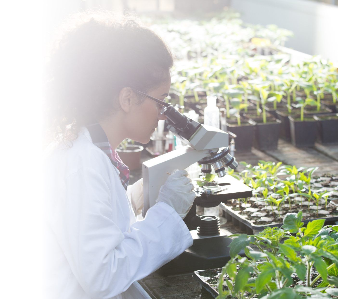 Online Biotechnology Master’s Degrees: Find Top Programs for 2022